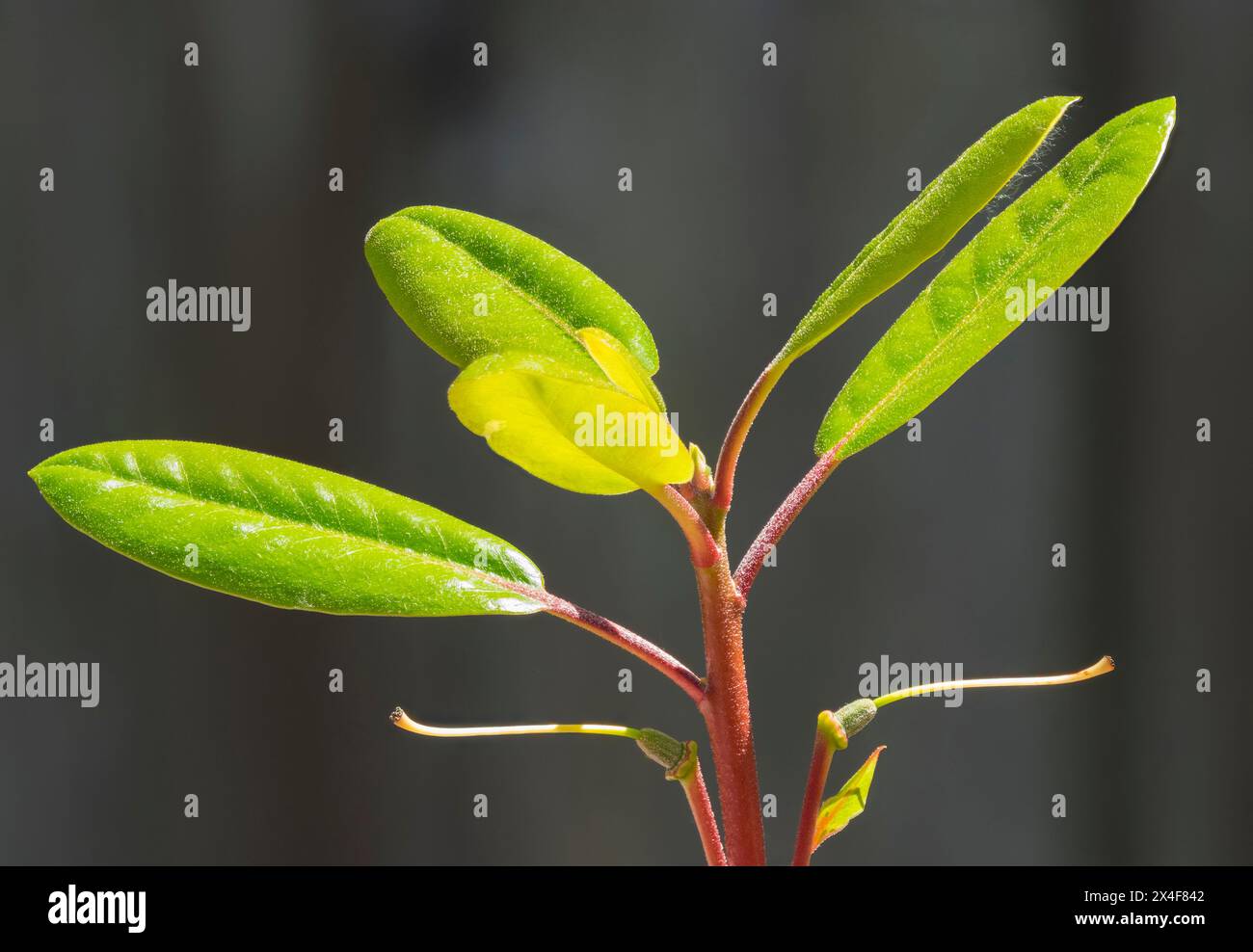 USA, Washington State. Rhododendron leaves Stock Photo - Alamy