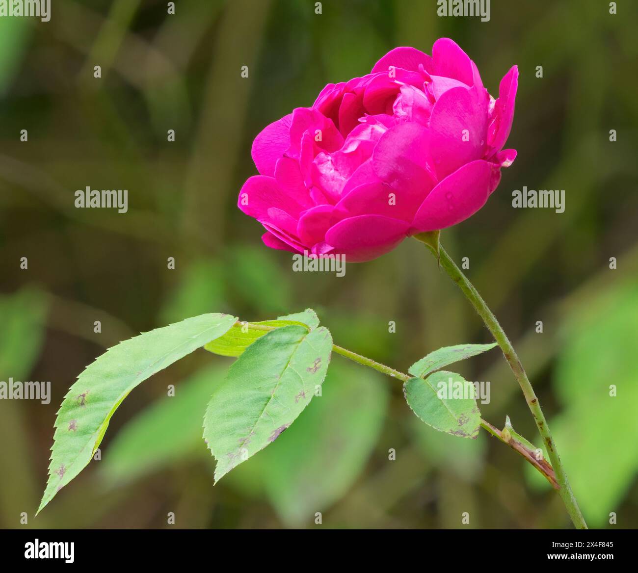 Washington state usa rose hi-res stock photography and images - Alamy