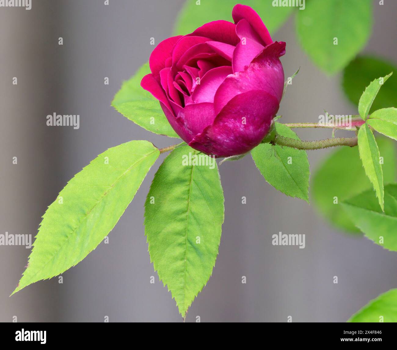 Washington state usa rose hi-res stock photography and images - Alamy