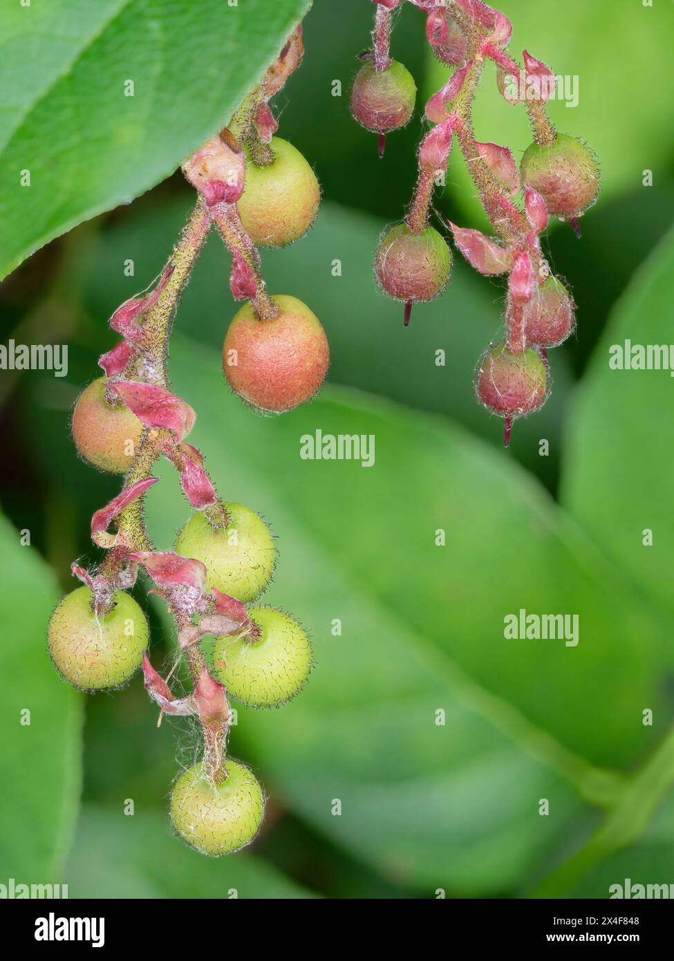 Salal gaultheria shallon hi-res stock photography and images - Alamy
