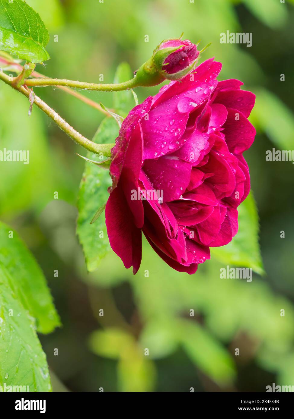 USA, Washington State. Rose Stock Photo - Alamy
