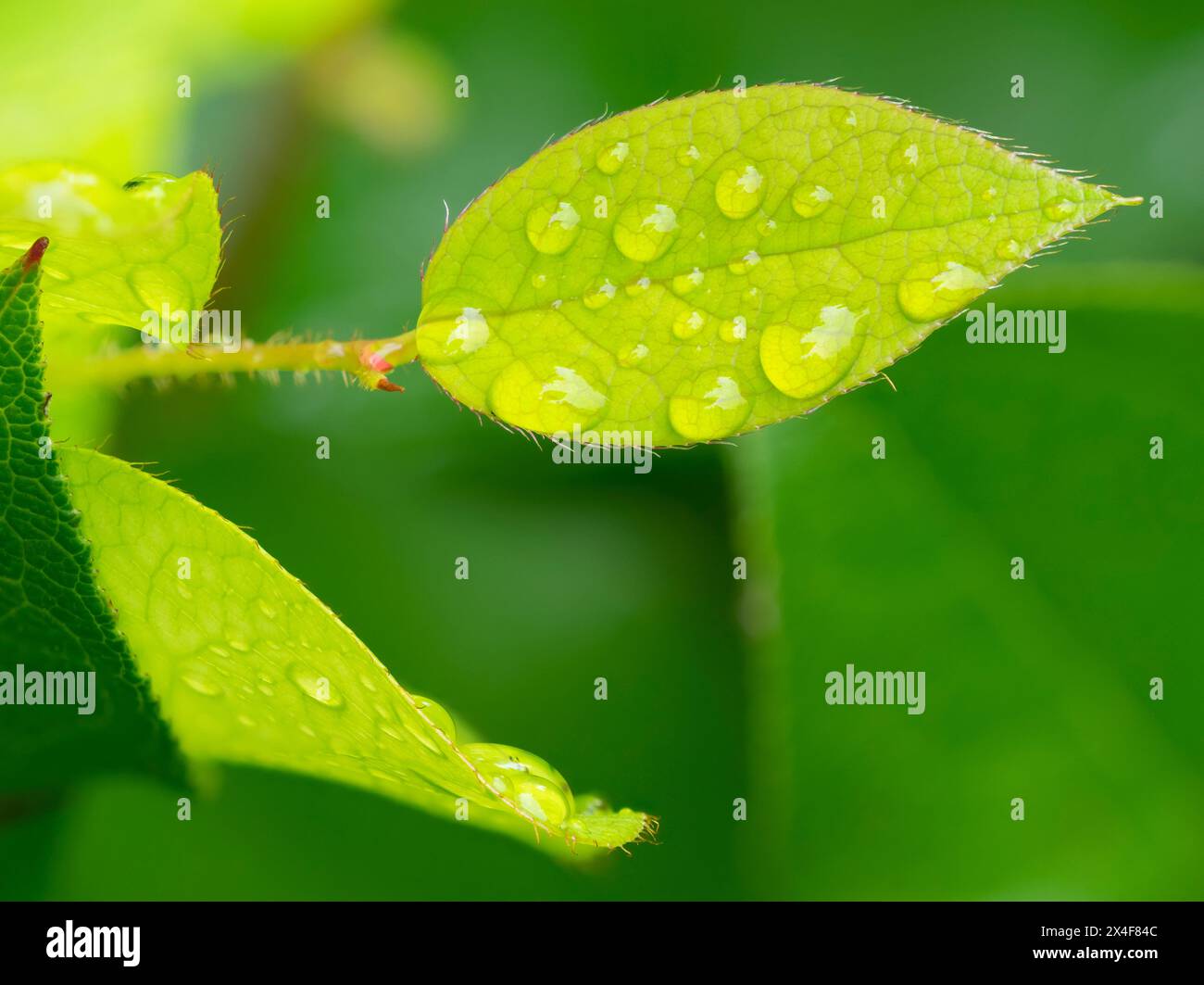 Gaultheria shallon salal spring hi-res stock photography and images - Alamy