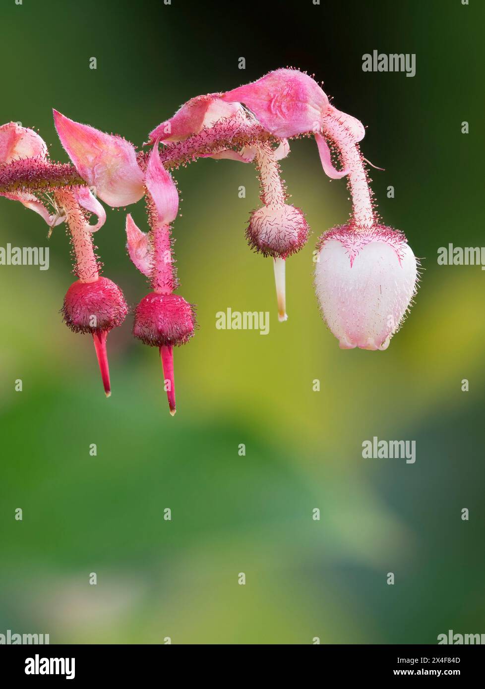 Gaultheria shallon salal spring hi-res stock photography and images - Alamy