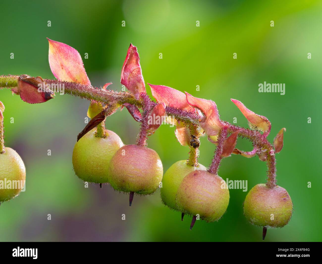 Salal shallon gaultheria shallon hi-res stock photography and images ...