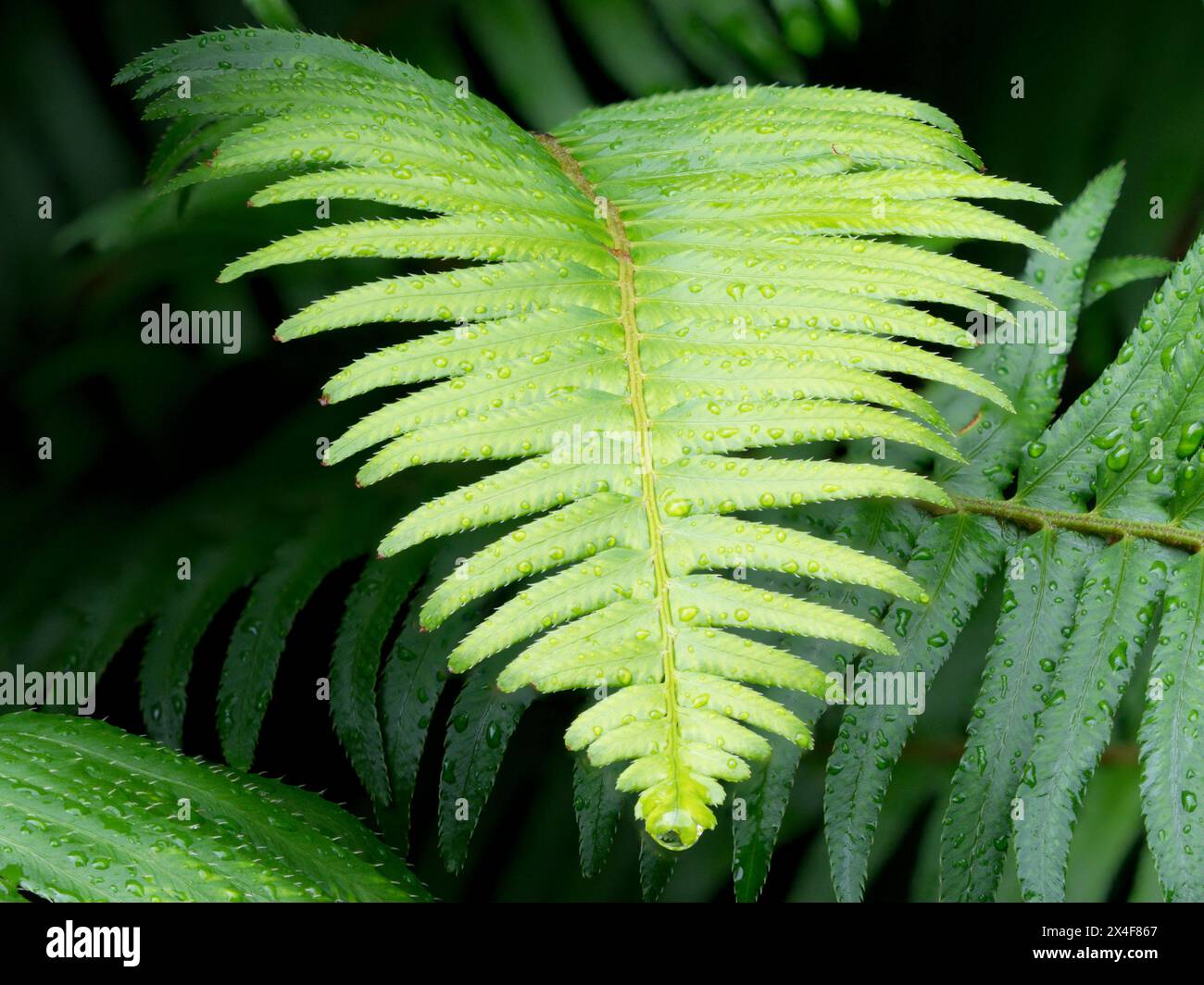 Sword fern hi-res stock photography and images - Alamy