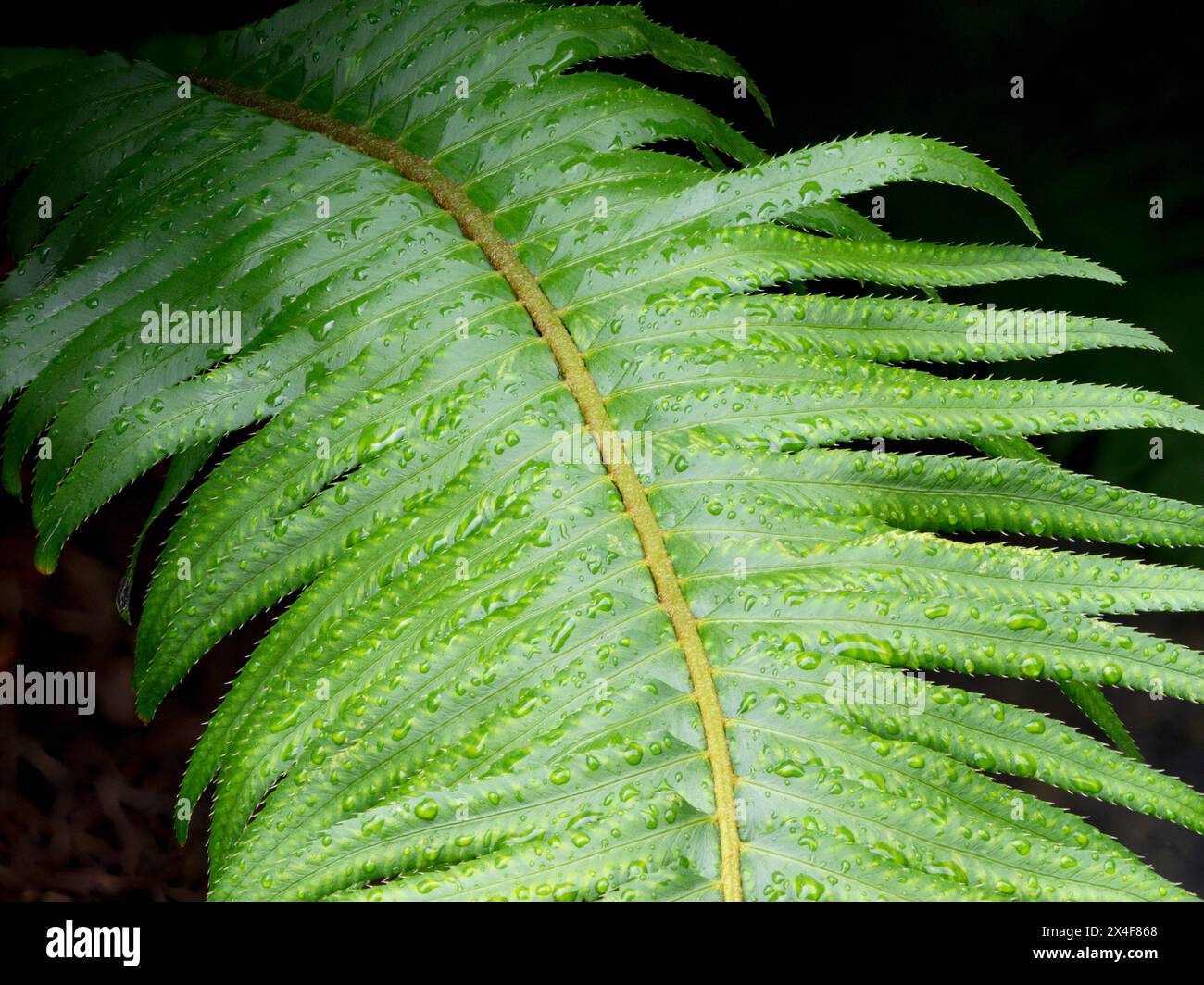 Sword fern hi-res stock photography and images - Alamy