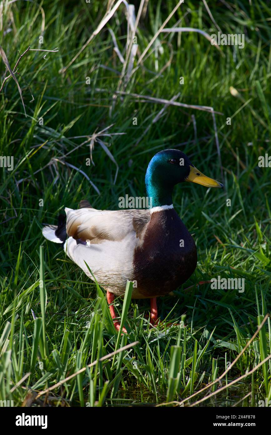 Mallard and drake hi-res stock photography and images - Alamy