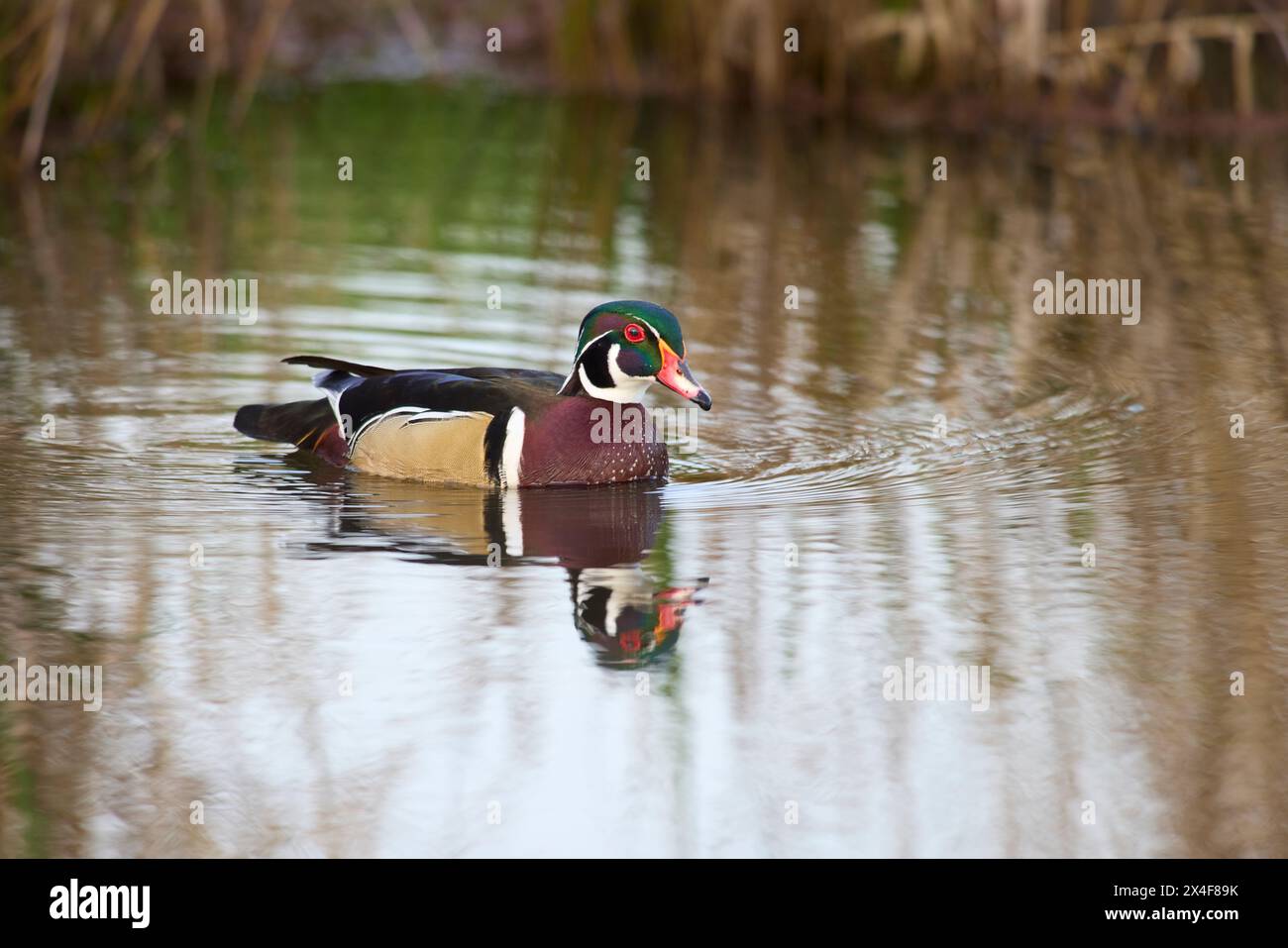 Wood duck drake hi-res stock photography and images - Alamy