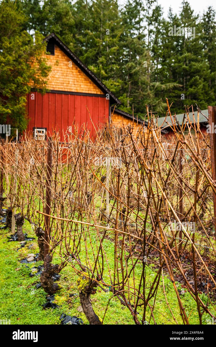 USA, Washington State, Langley, Winter in the vineyard of Whidbey ...