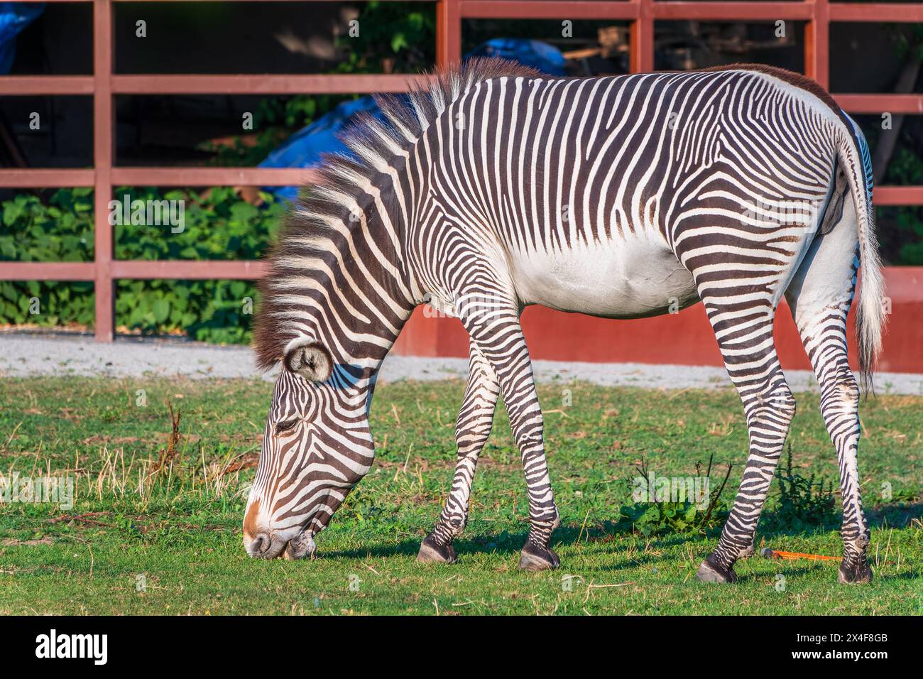 Grevy's zebra, lat Equus grevyi, also known as the imperial zebra eats ...
