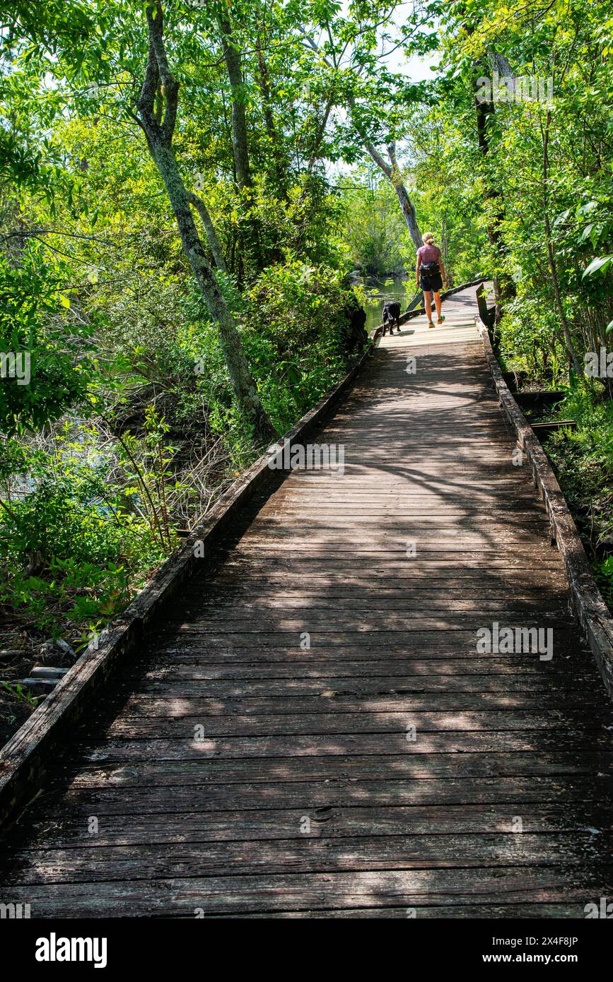 Single woman walks her black lab along a boardwalk in Pocosin Lakes ...