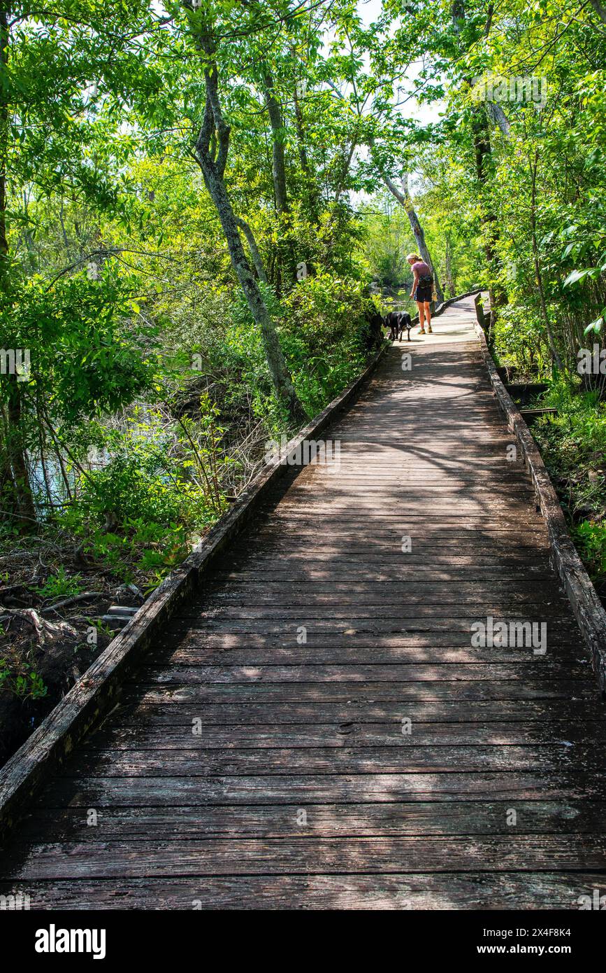 Single woman walks her black lab along a boardwalk in Pocosin Lakes ...