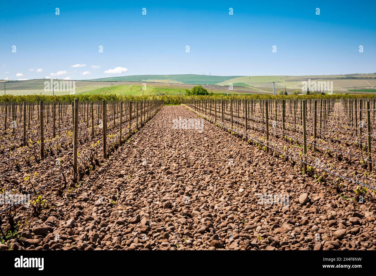 USA, Washington State, Walla Walla. Vineyard grows grapes in the famed ...