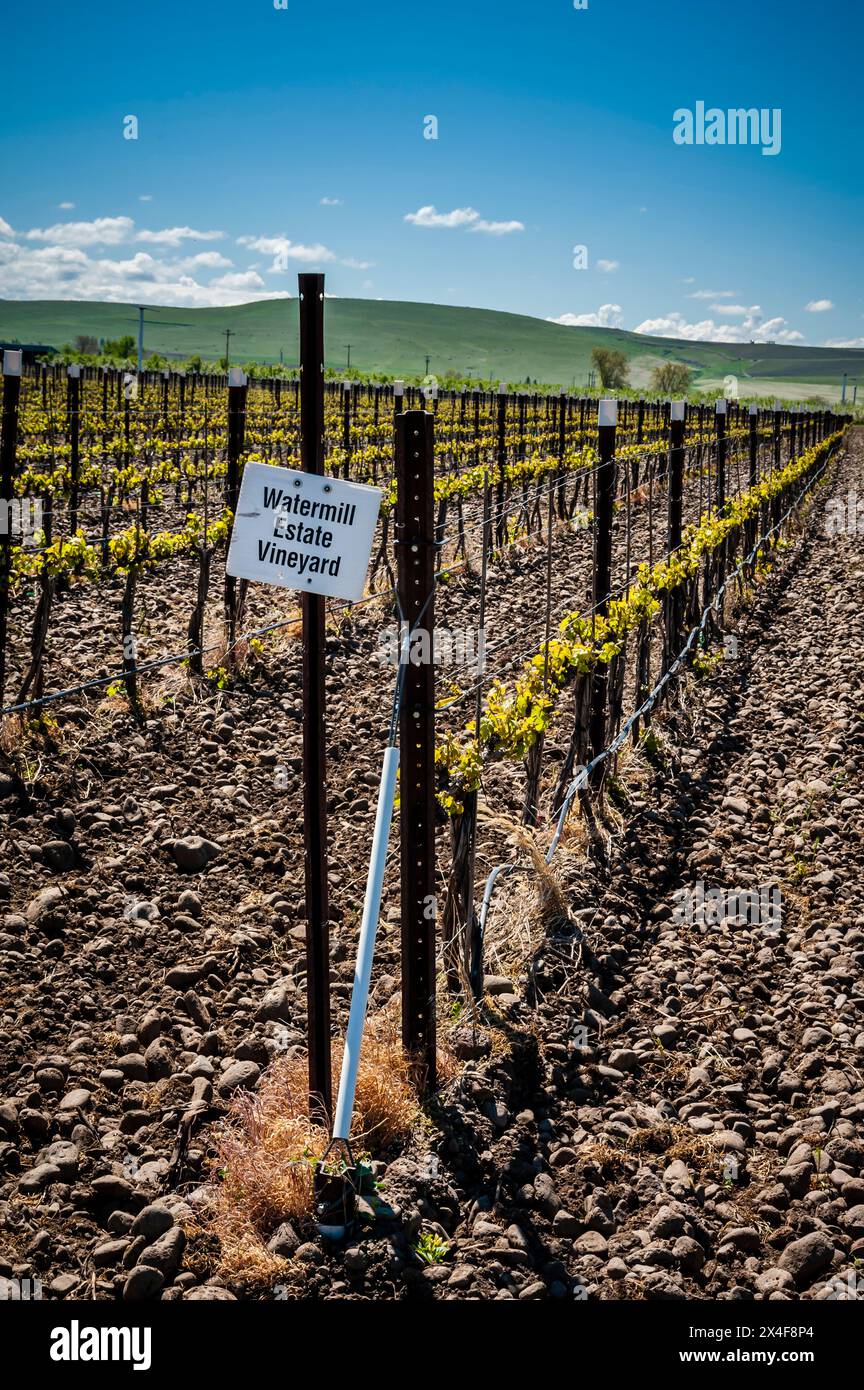 USA, Washington State, Walla Walla. Watermill Estate Vineyard grows ...