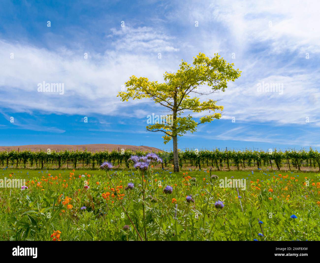 USA, Washington State, Red Mountain. Spring flowers bloom around the ...