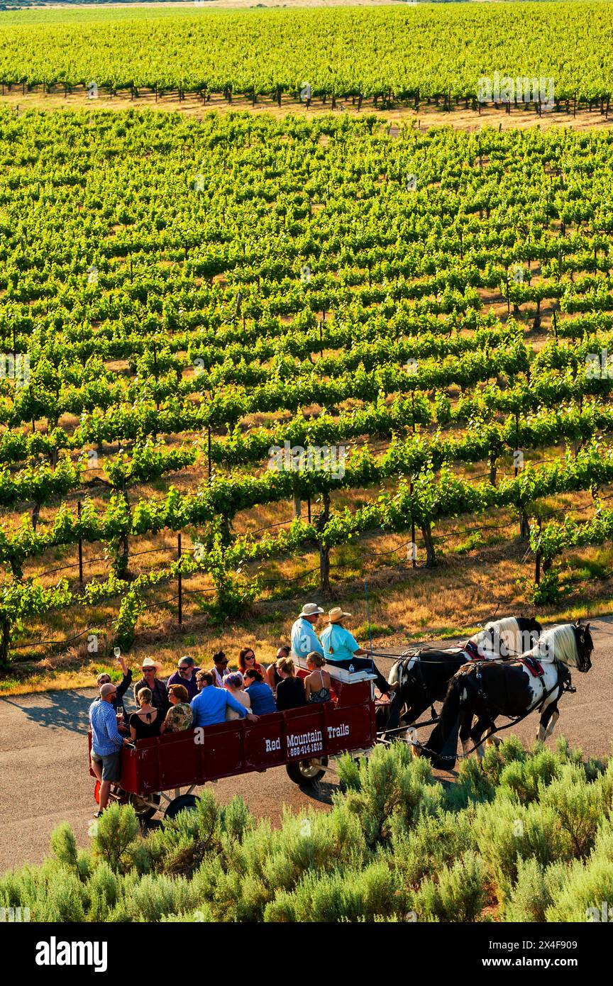 USA, Washington State, Red Mountain. Wagon ride through Kiona Vineyard ...