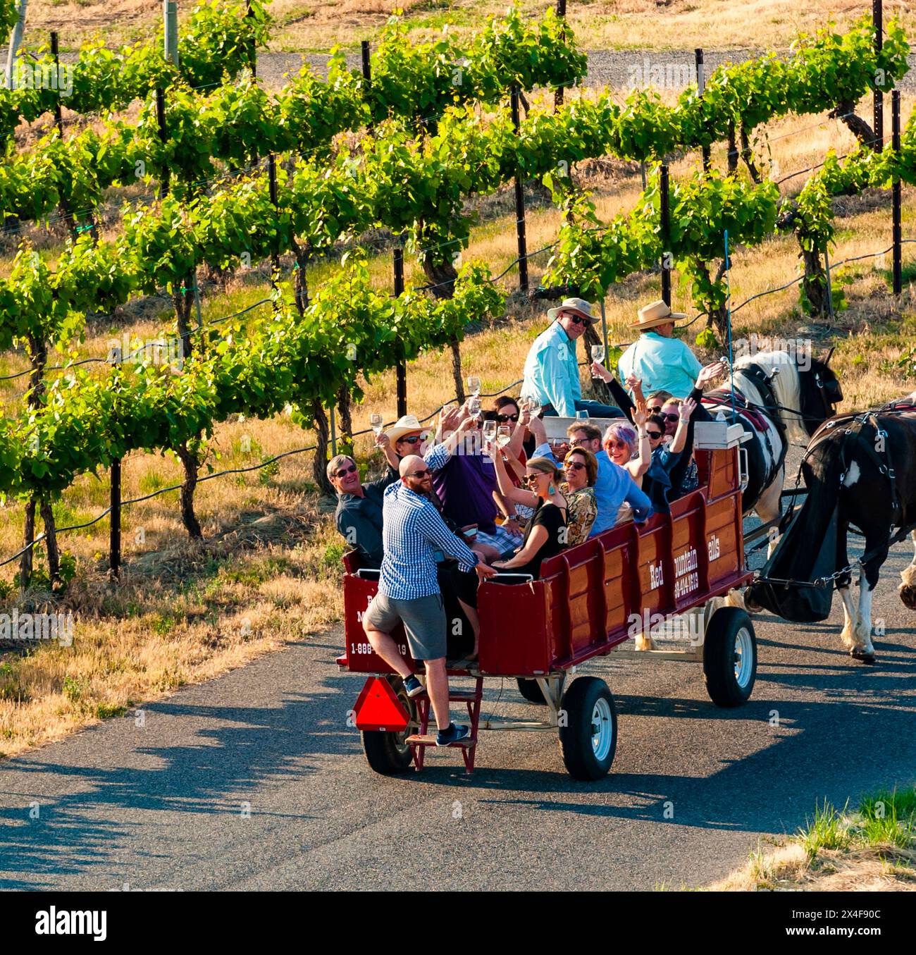 USA, Washington State, Red Mountain. Wagon ride through the vineyards ...