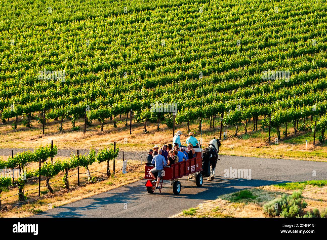 USA, Washington State, Red Mountain. Wagon ride through the vineyards ...