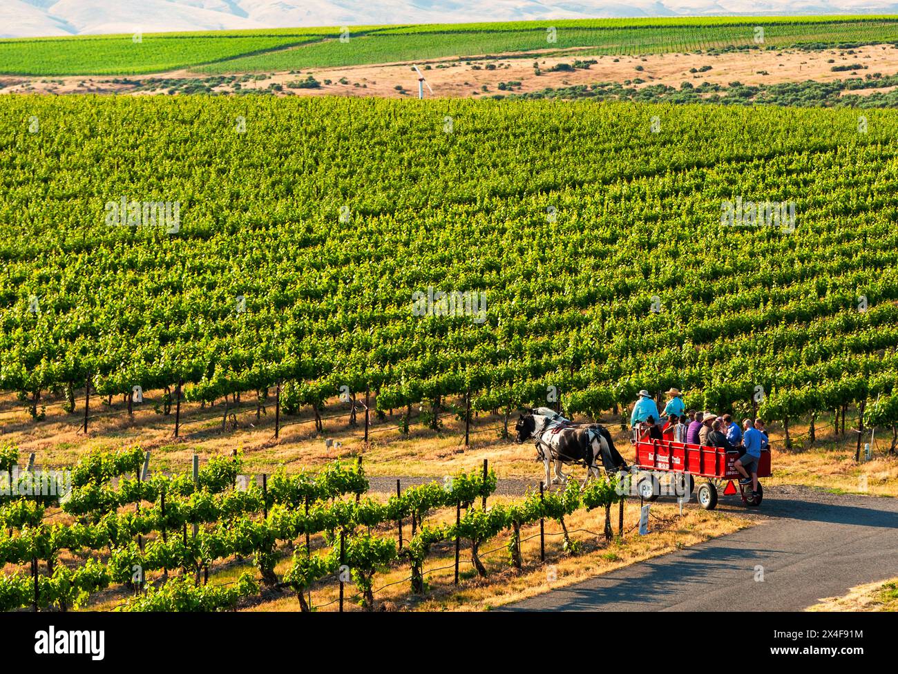 USA, Washington State, Red Mountain. Wagon ride through the vineyards ...