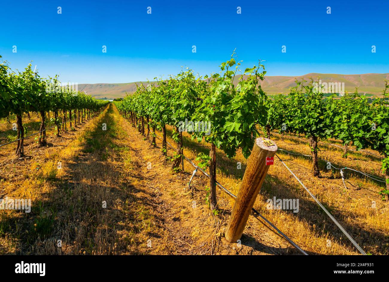 USA, Washington State, Red Mountain. Rows ripen in the spring sun in ...