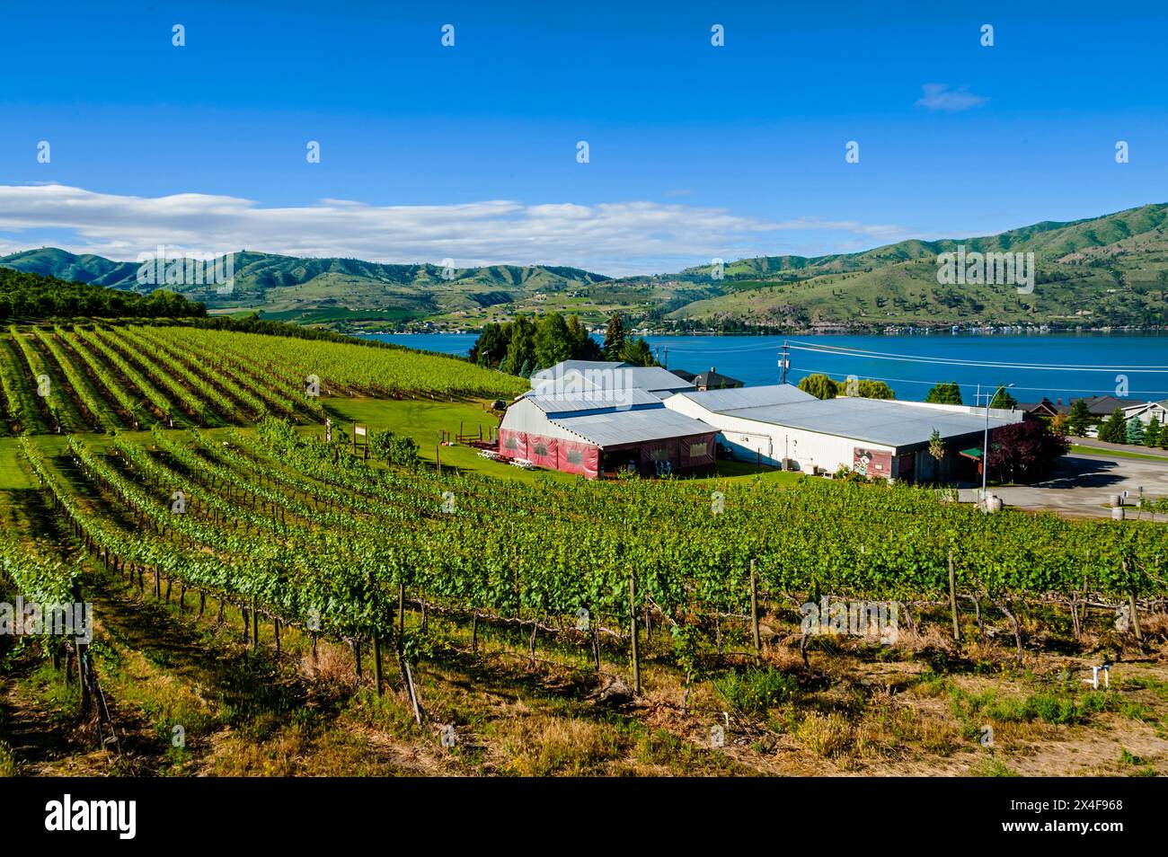 USA, Washington State, Lake Chelan. The estate vineyard of Lake Chelan ...