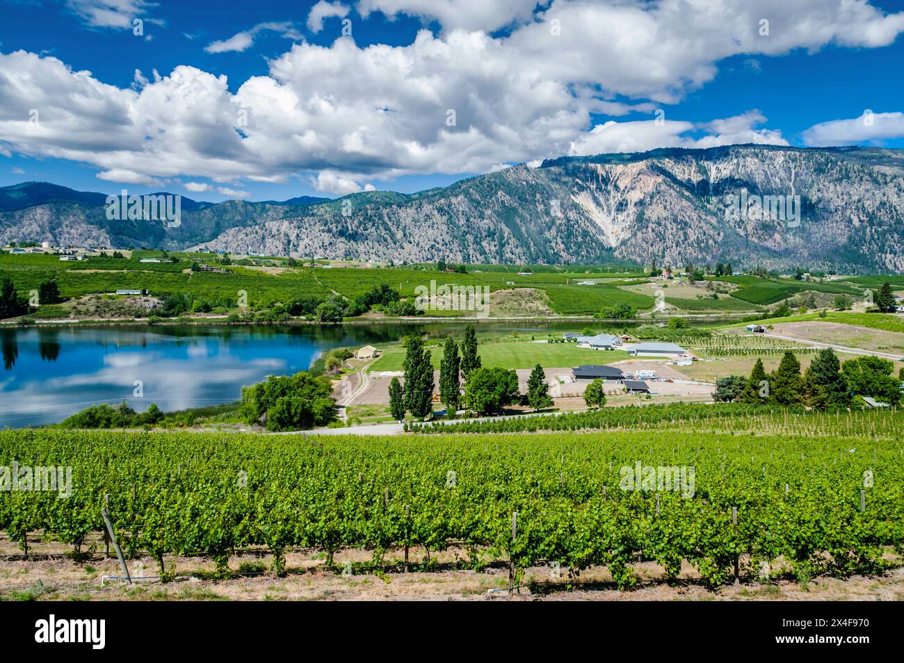 USA, Washington State, Lake Chelan. Dry Lake Vineyards in Manson ...
