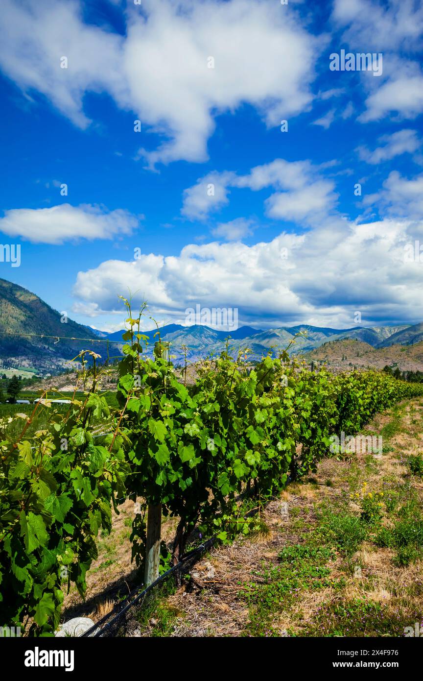 USA, Washington State, Lake Chelan. Late spring blue sky and clouds ...
