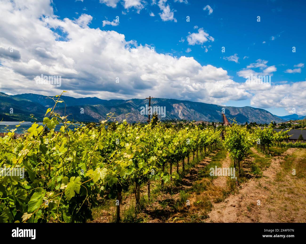 USA, Washington State, Lake Chelan. The estate vineyard of Cairdeas ...
