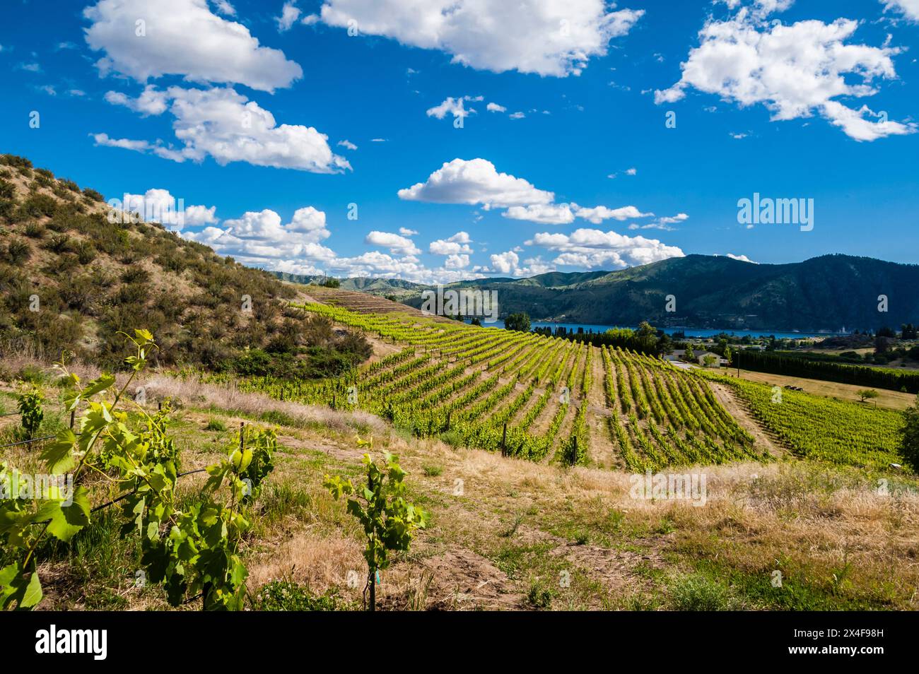 USA, Washington State, Lake Chelan. Spring growth thrives in Hard Row ...