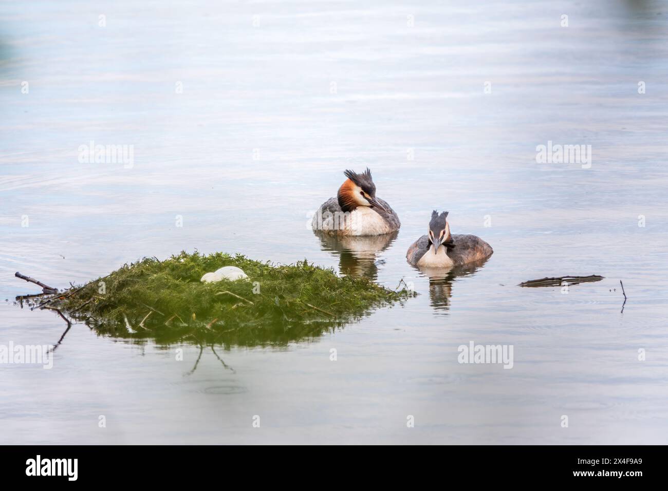 Two waterfowl birds Great Crested Grebes swim in the lake near its nest ...