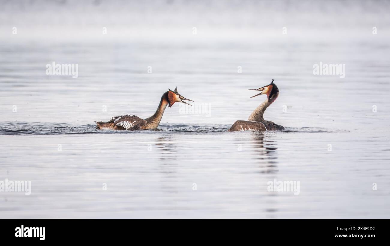 Two male grebes fighting in water. Fight of two adult great crested ...