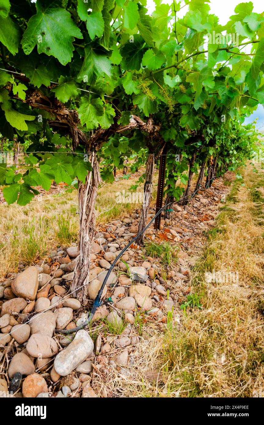 Trellis system hi-res stock photography and images - Alamy