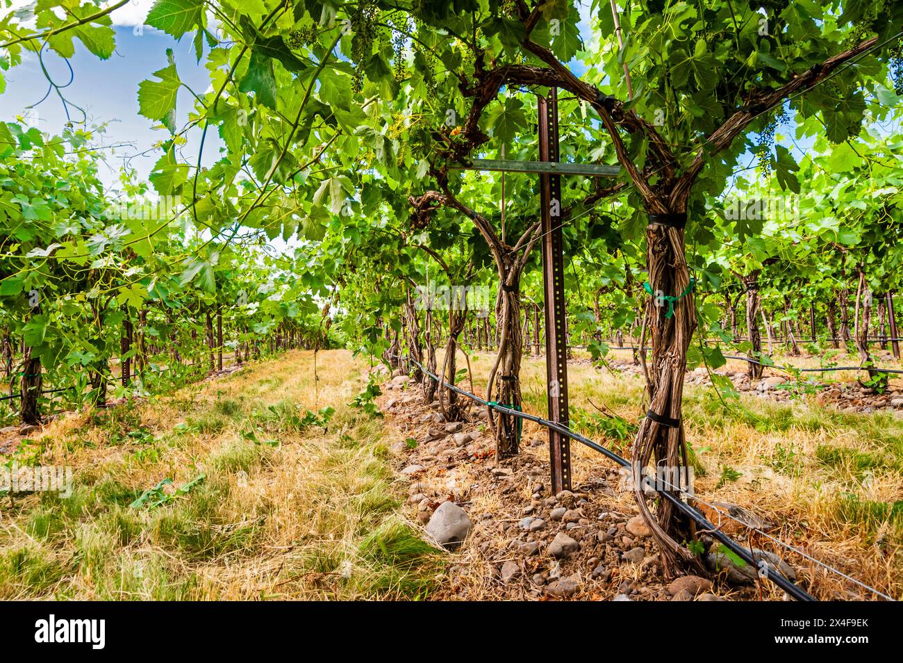 Trellis system hi-res stock photography and images - Alamy