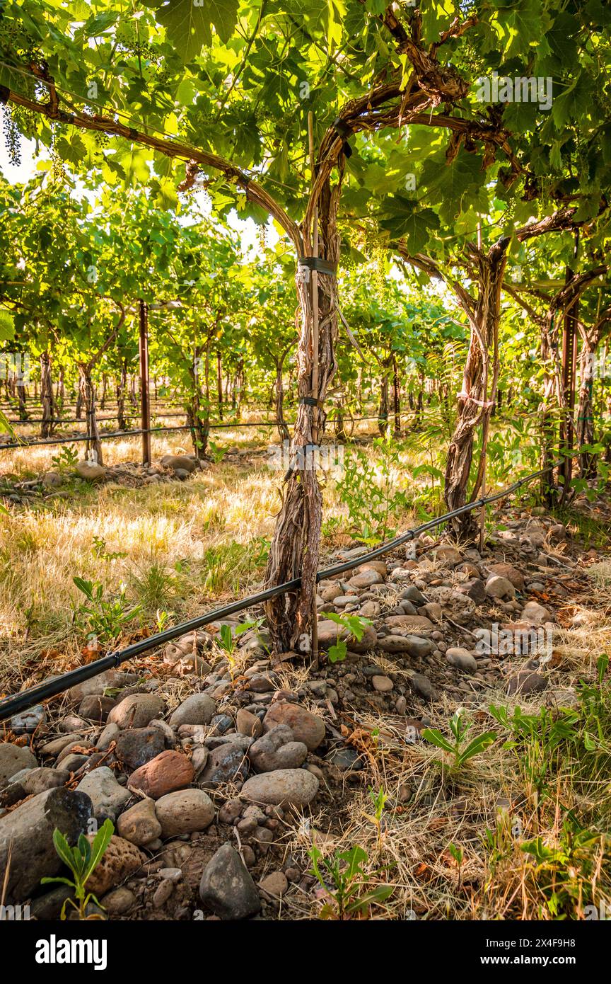 USA, Washington State, The Rocks District of Milton-Freewater. The Funk ...