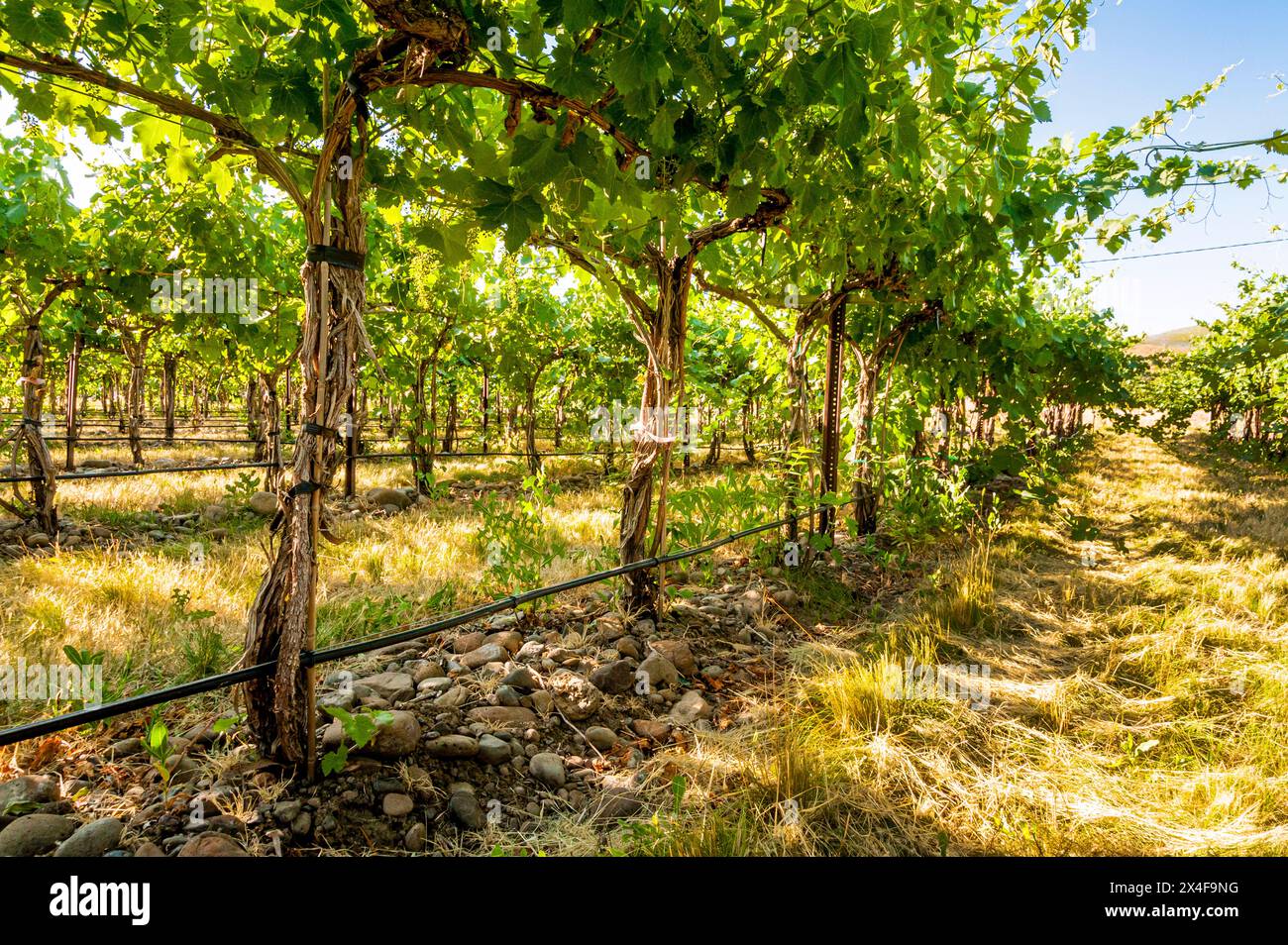 USA, Washington State, The Rocks District of Milton-Freewater. The Funk ...