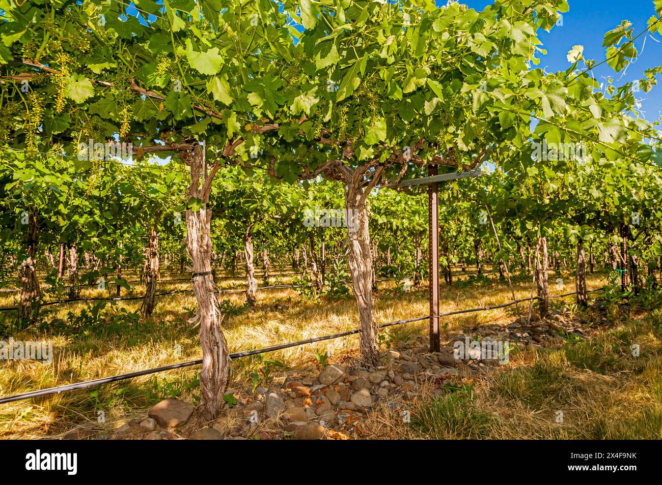 USA, Washington State, The Rocks District of Milton-Freewater. The Funk ...
