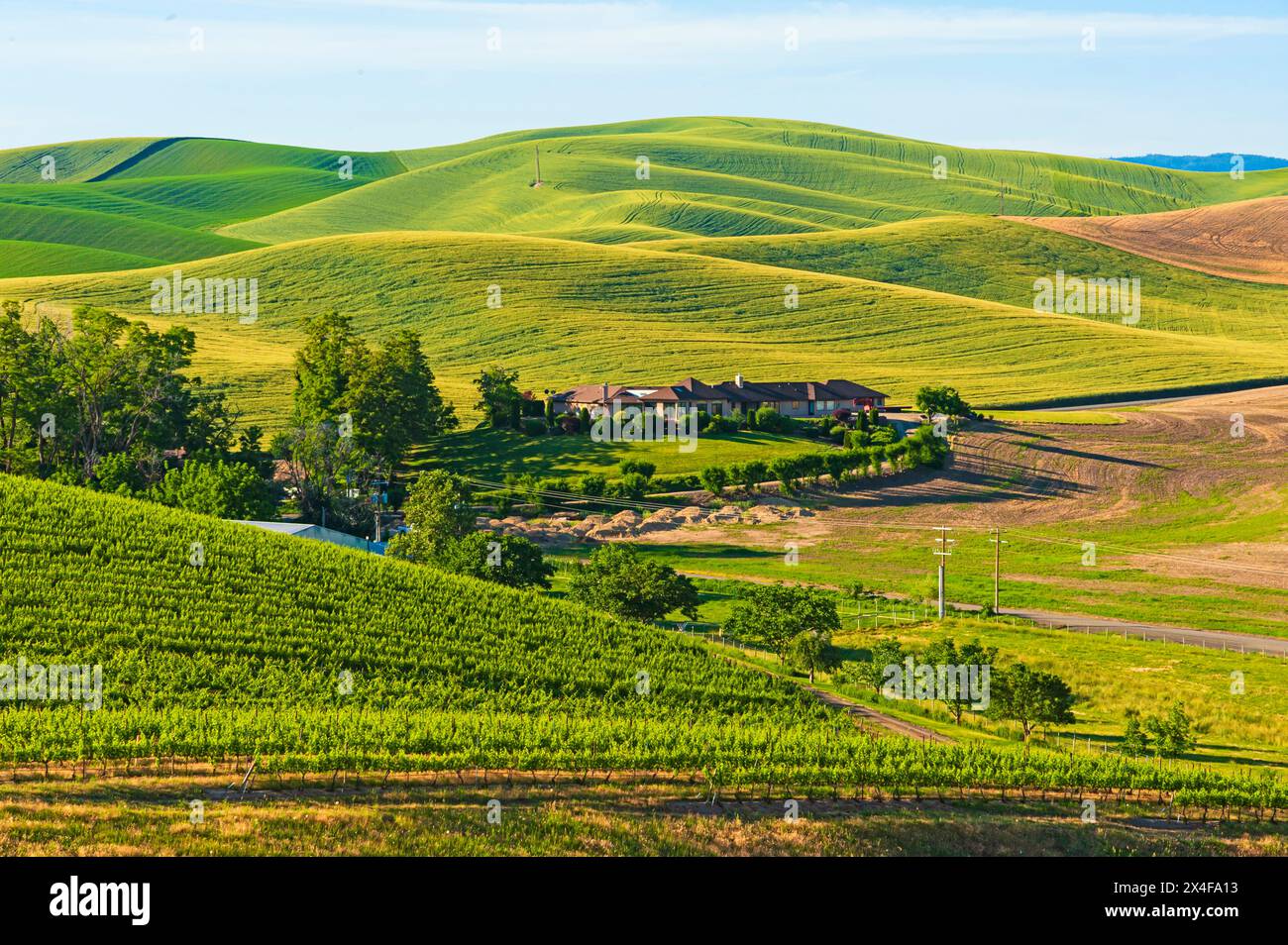 USA, Washington State, Walla Walla. The estate vineyard of Spring Valley Vineyard is bordered by ...
