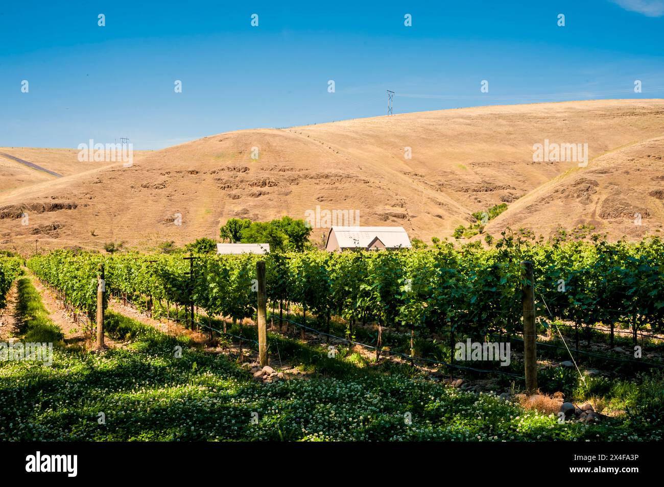 Resurgent Vineyard is part of the expanding Rocks district in the Walla ...