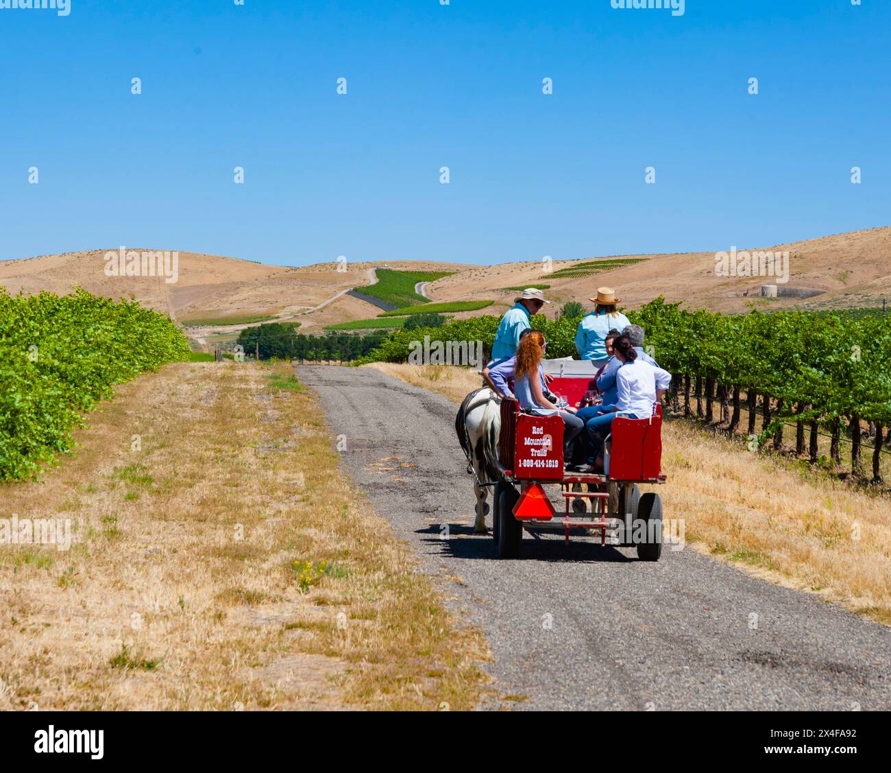 USA, Washington State, Red Mountain. Wagon ride through the vineyards of Red Mountain ...