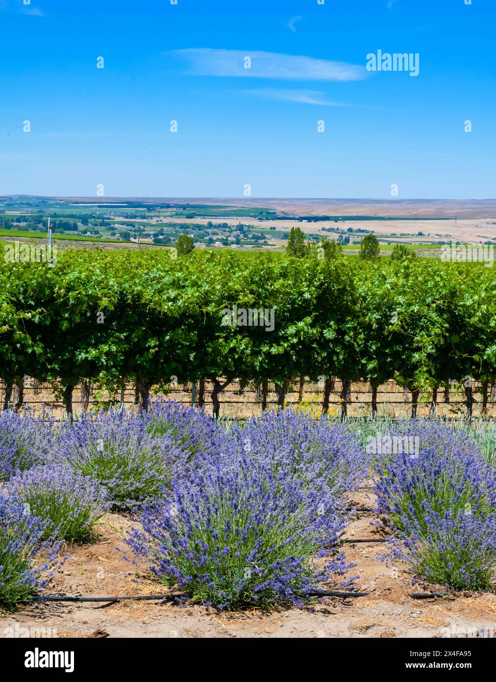 USA, Washington State, Yakima Valley. Nestled on Red Mountain, Hedges ...