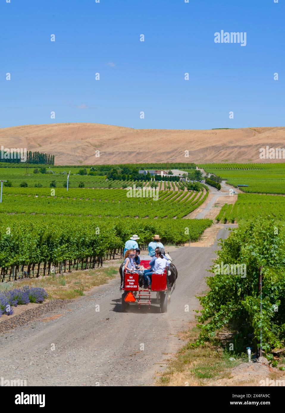 USA, Washington State, Red Mountain. Wagon ride through the vineyards ...