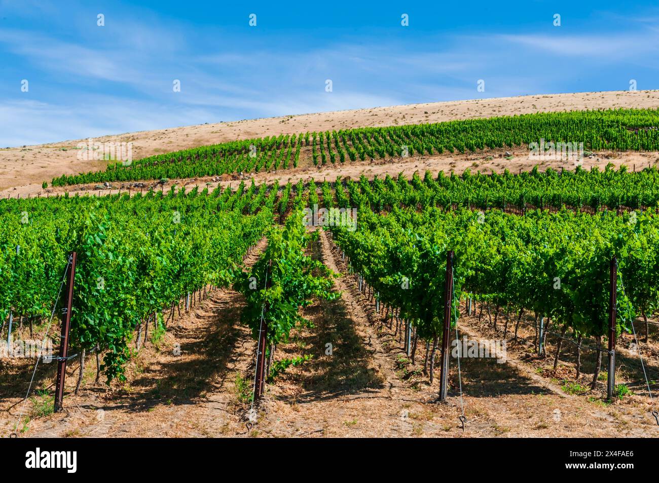 USA, Washington State, Red Mountain. Longwind Vineyard on Red Mountain ...