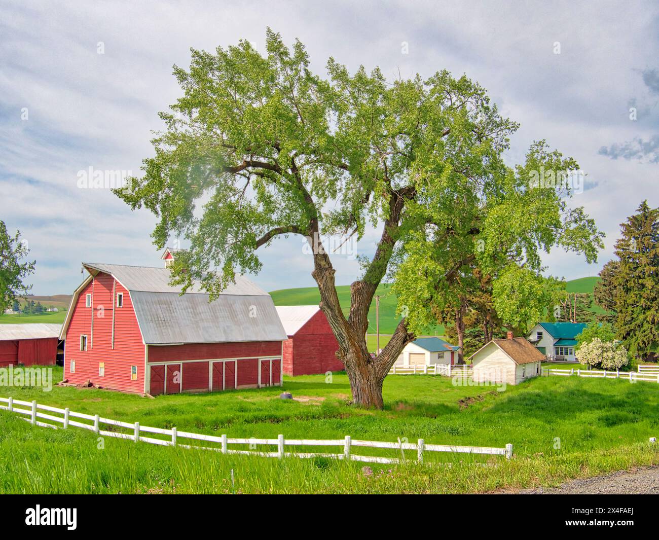 USA, Washington State, Palouse Region. Spring green fields and red barn ...