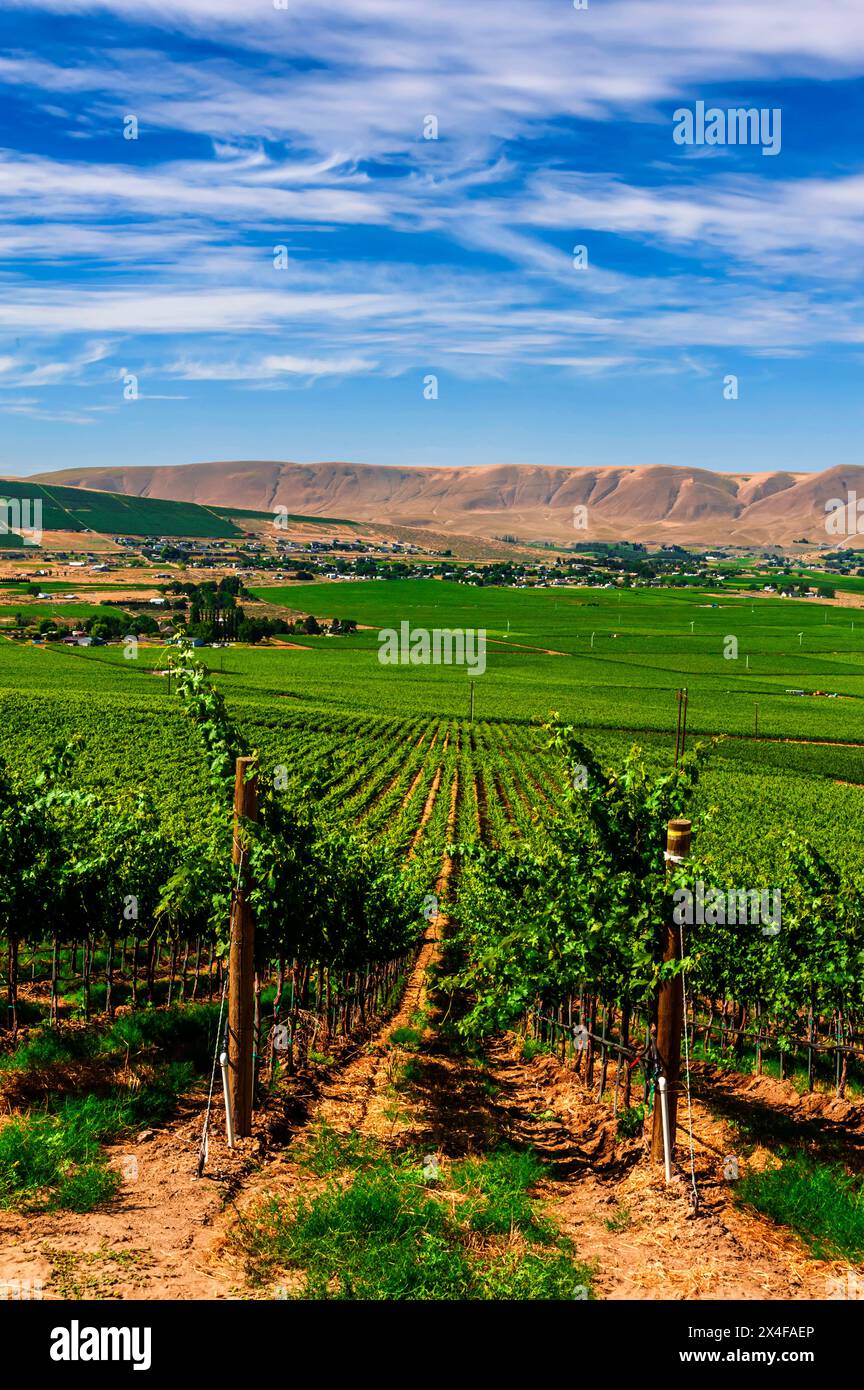 USA, Washington State, Red Mountain. Longwind Vineyard on Red Mountain ...
