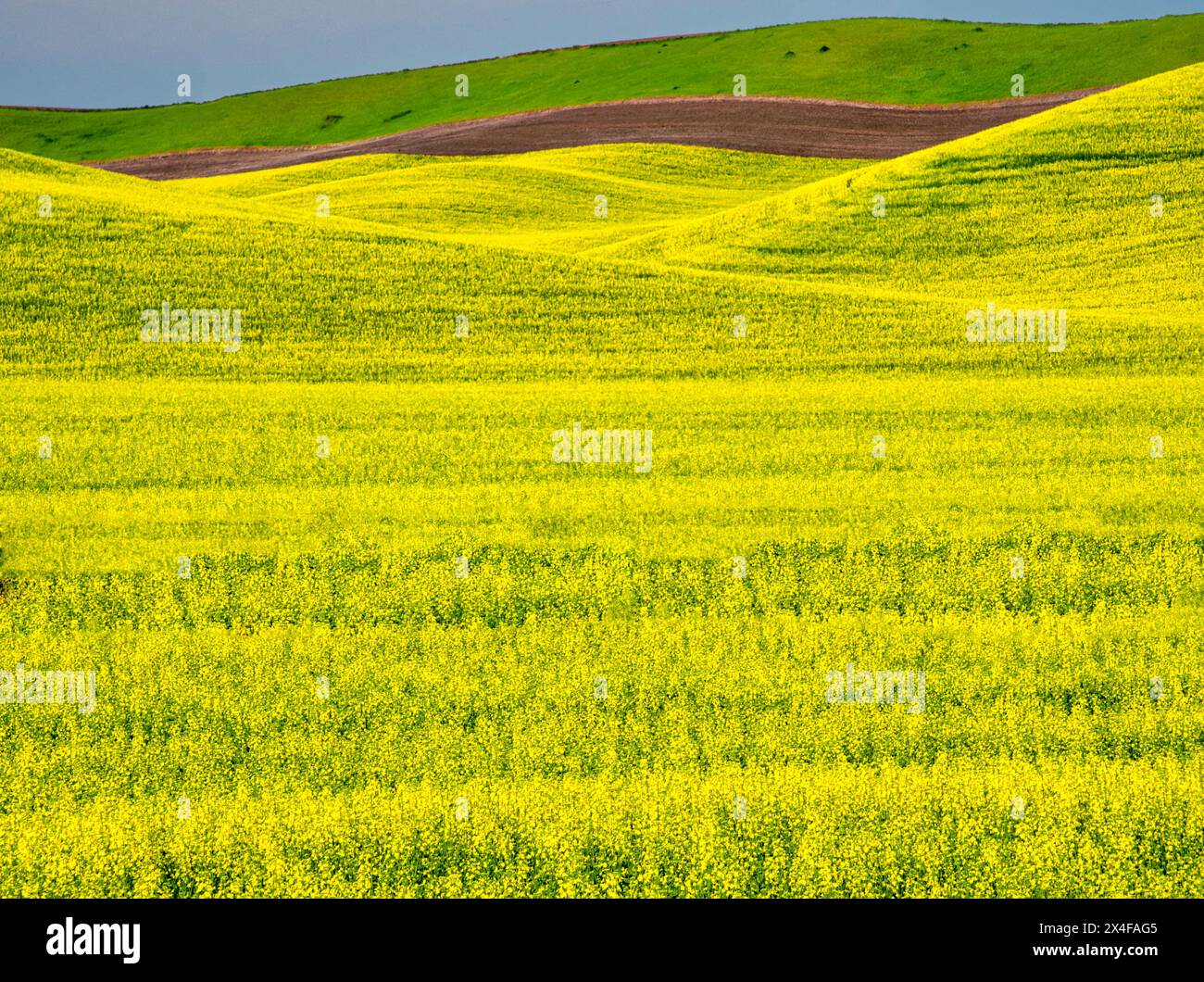 USA, Washington State, Palouse Region. Canola field with angles and ...