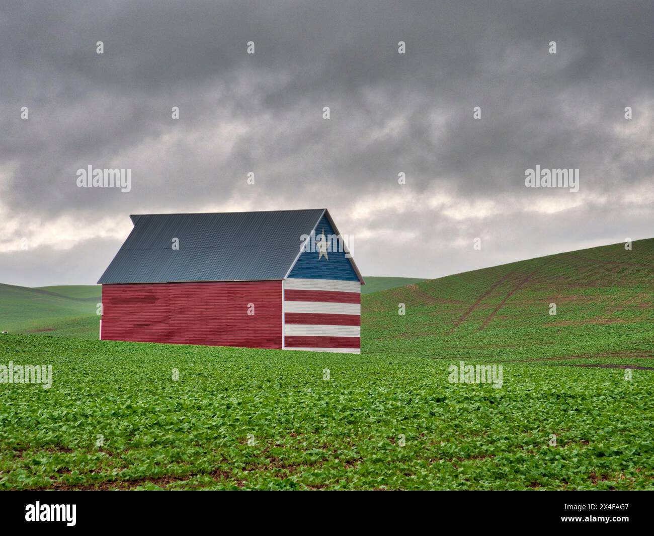 USA, Washington State, Palouse Region. Barn in wheat field with flag on ...