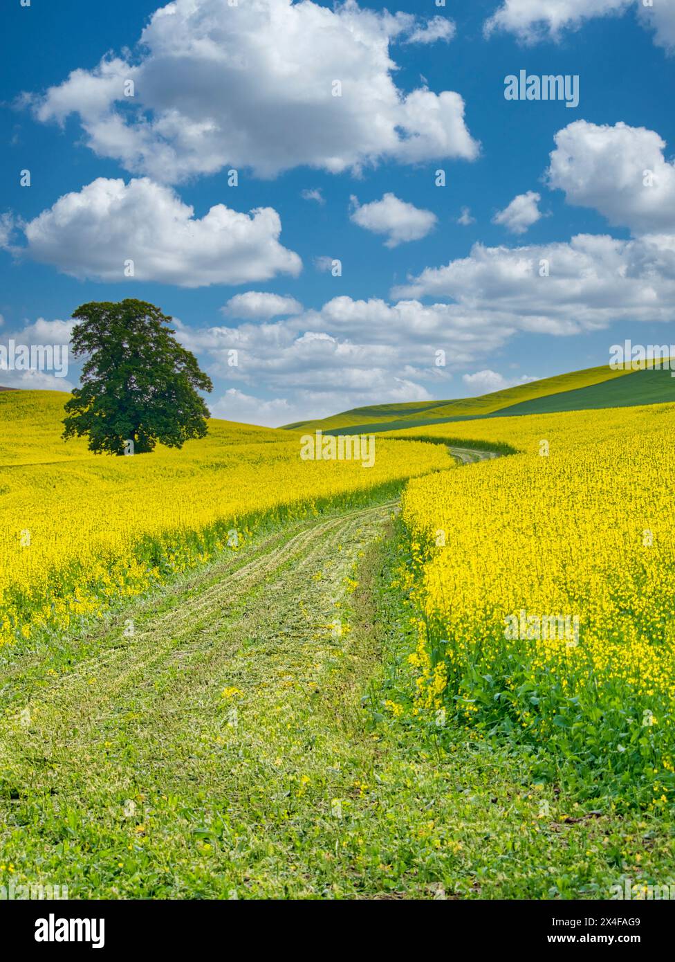 USA, Washington State, Palouse Region. Lone tree in canola field with ...