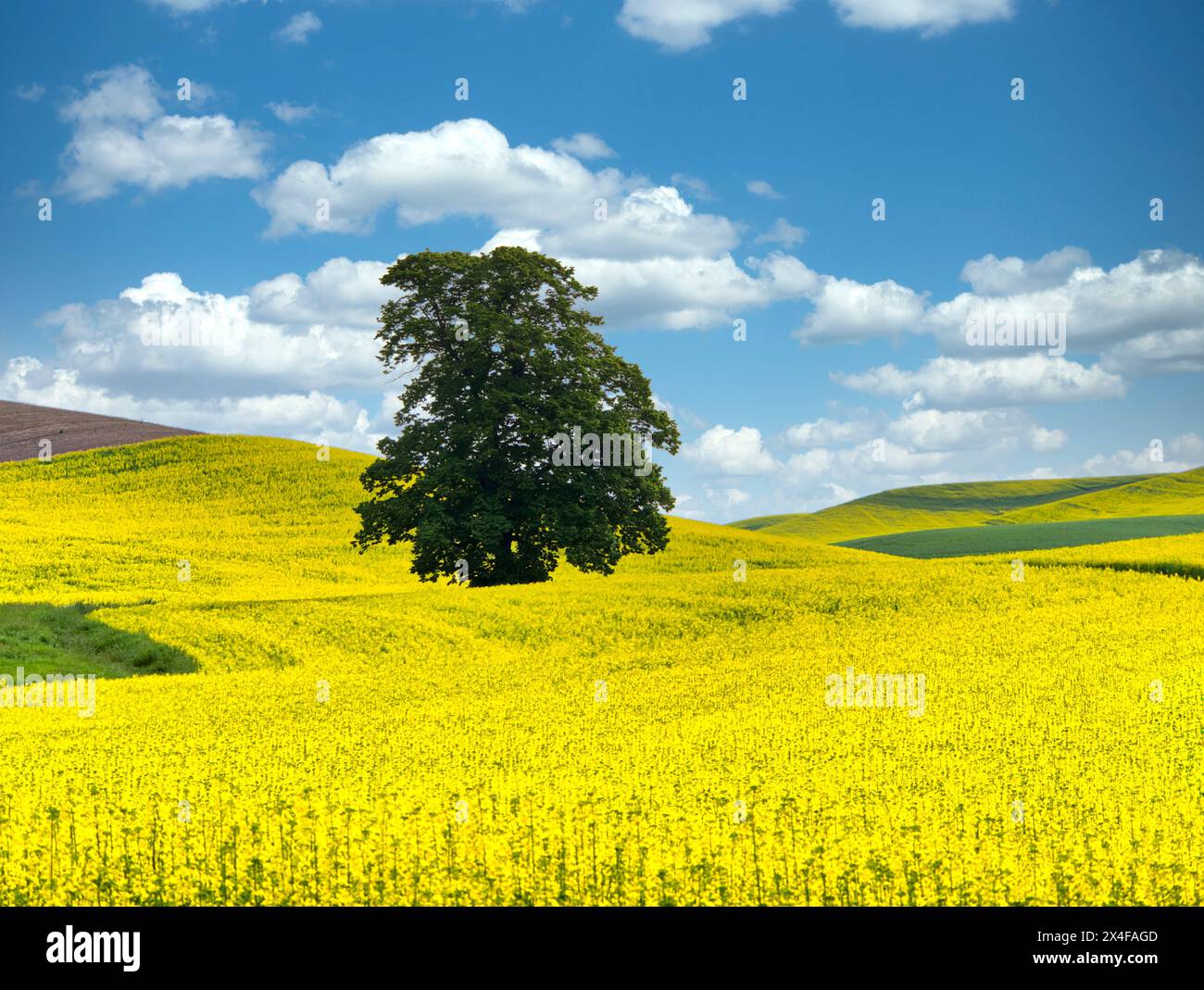 USA, Washington State, Palouse Region. Lone tree in canola field with ...