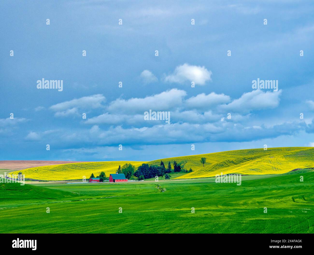 USA, Washington State, Palouse Region. Farm in canola and wheat fields ...