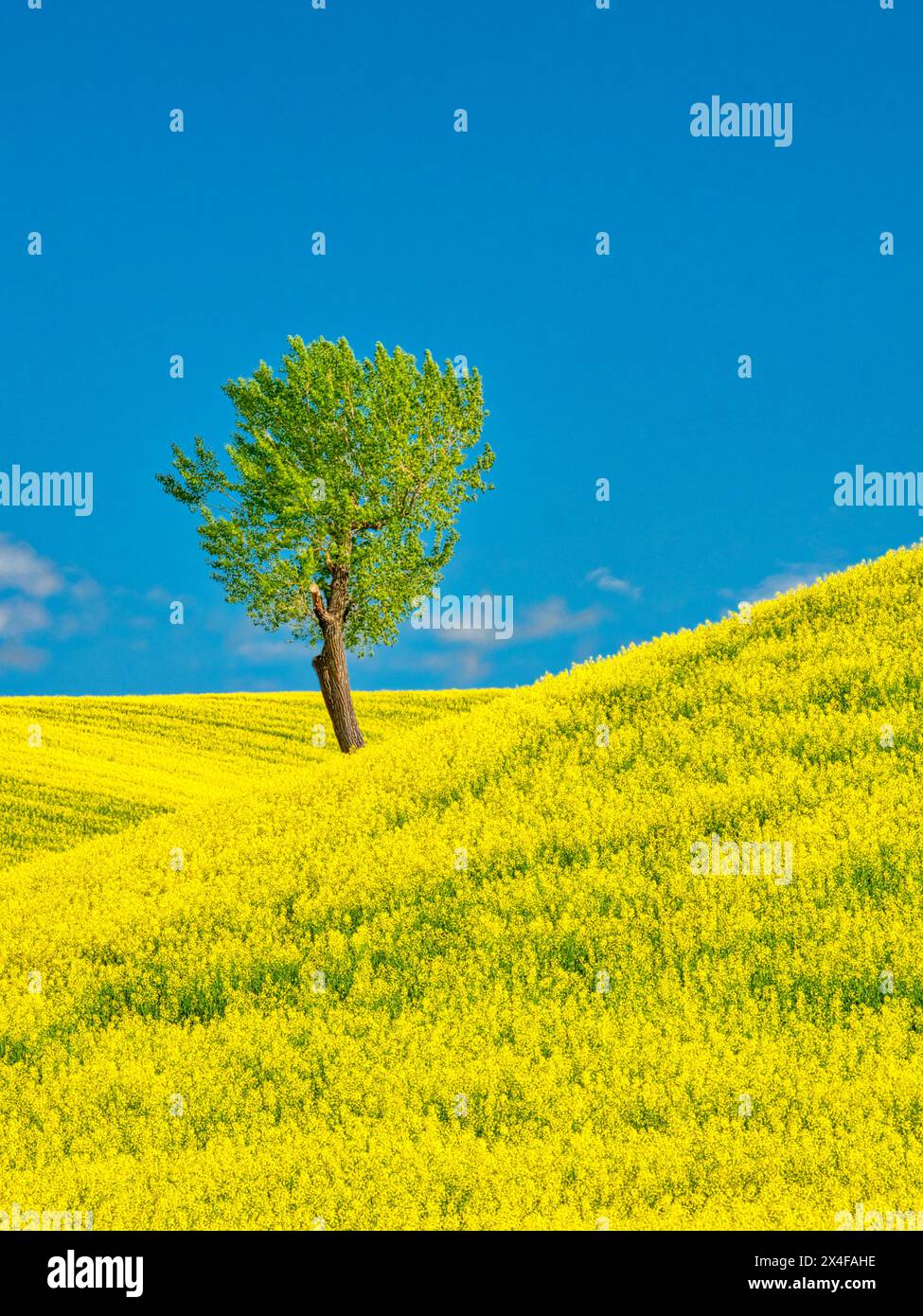 USA, Washington State, Palouse Region. Lone tree in canola crop Stock ...